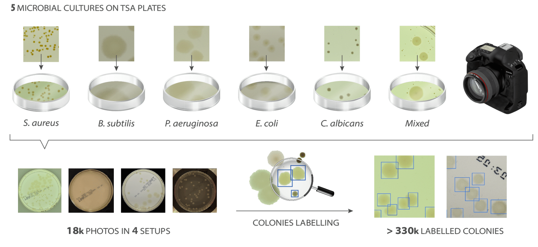 AGAR - Annotated Germs for Automated Recognition