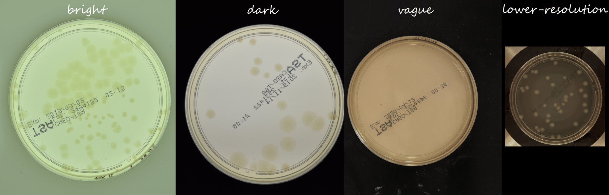 AGAR - Annotated Germs for Automated Recognition