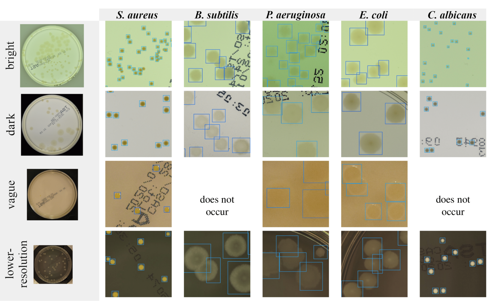 Microorganism recognition and counting on Petri plates