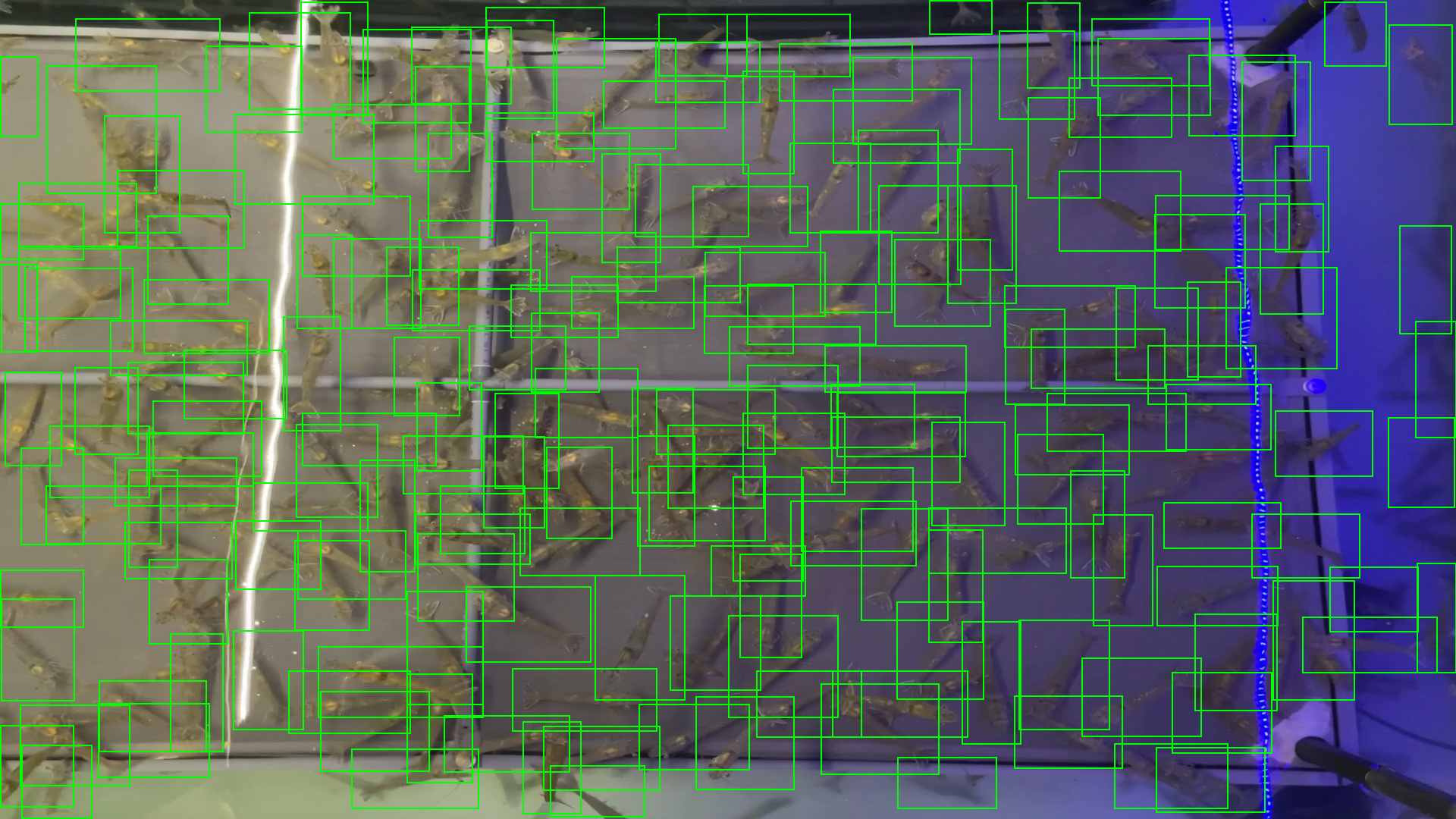 Object Counting For An Industrial Shrimp Farm Neurosys