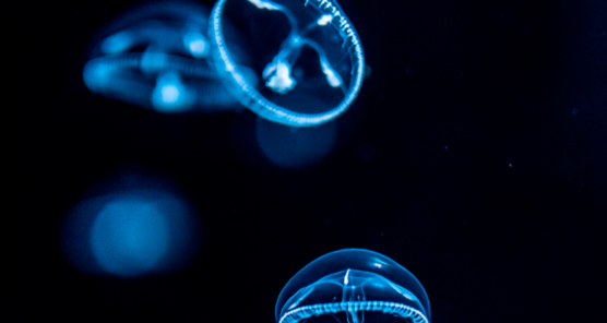 Artificial Intelligence in Aquaculture Farming | NeuroSYS