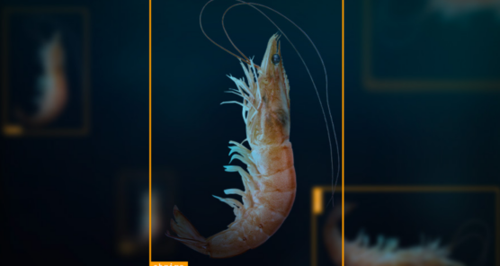 Artificial Intelligence in Aquaculture Farming | NeuroSYS